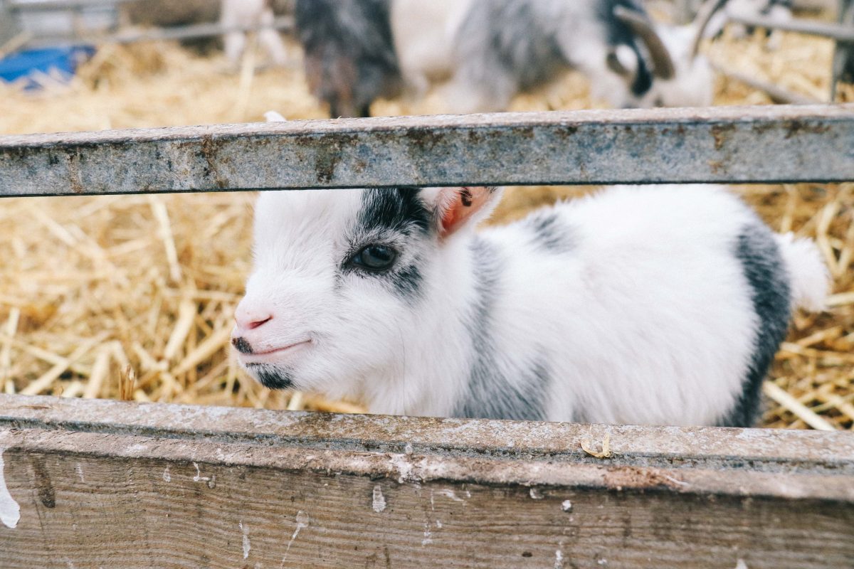 Hall Hill Farm, Richard Darlington - Twin Perspectives