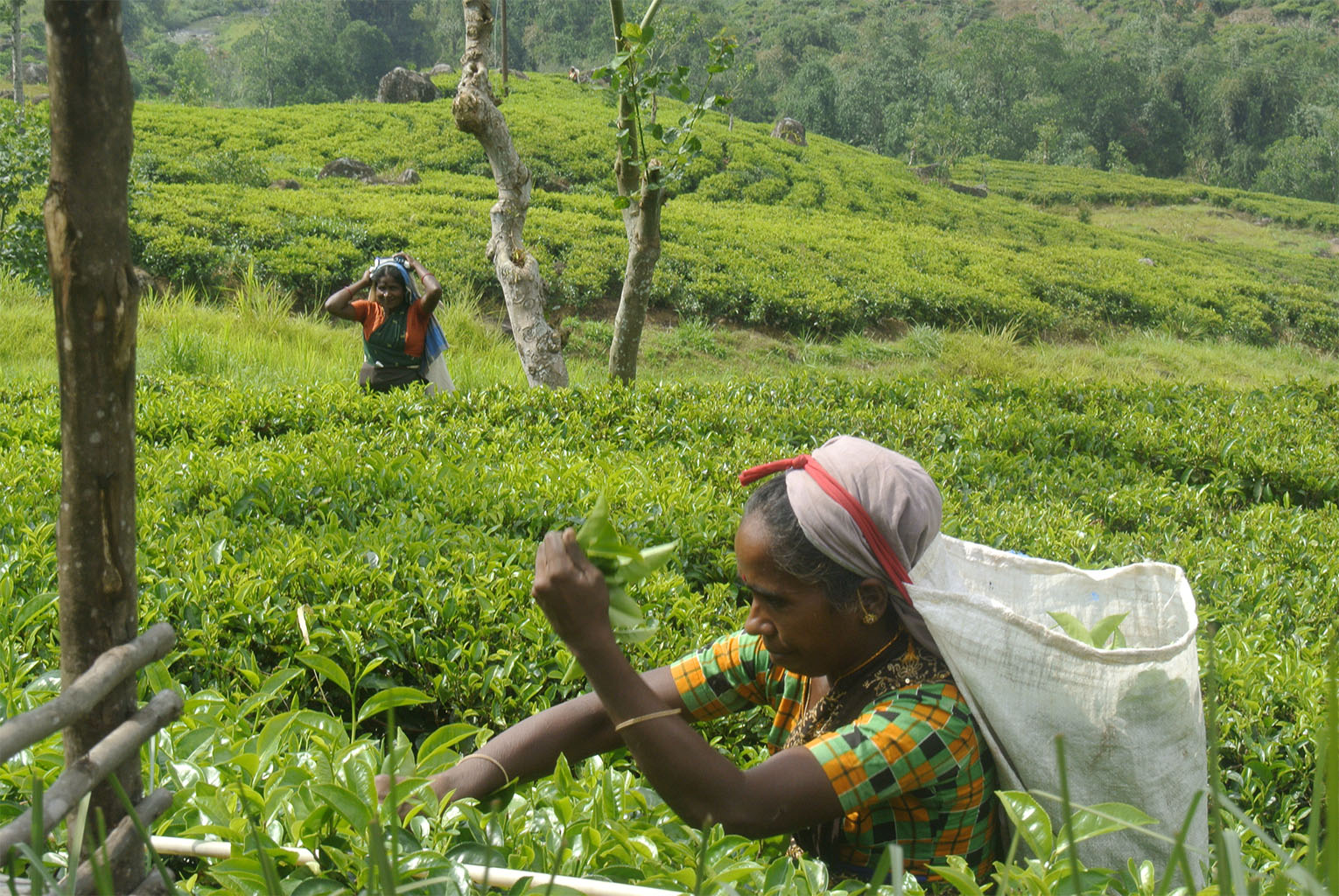 tea picker in action - Twin Perspectives